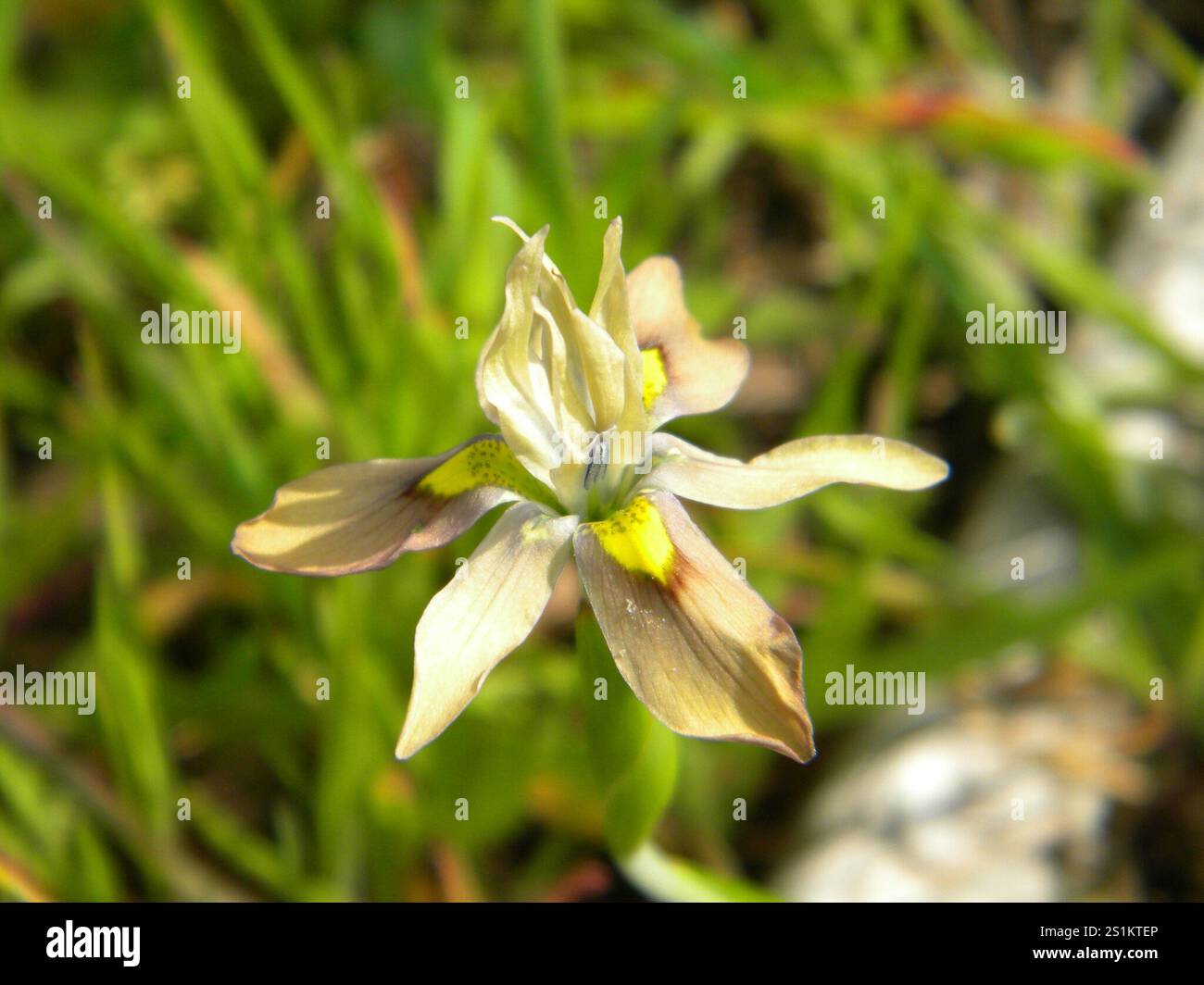 Buff Clockflower (Moraea vegeta Stock Photo - Alamy