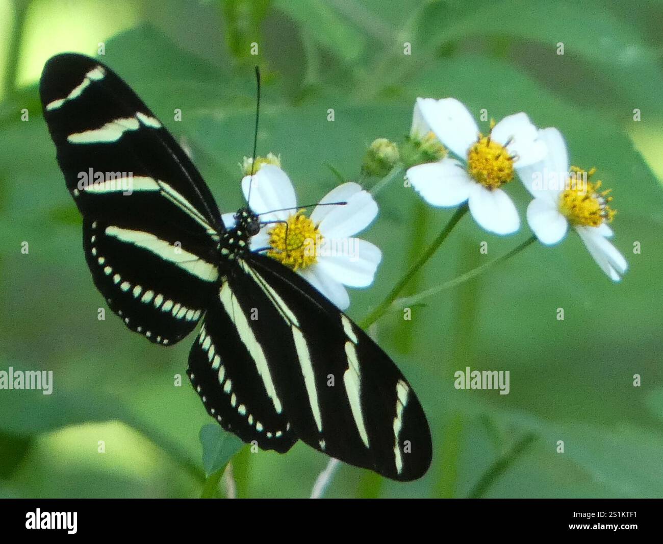 Zebra Longwing (Heliconius charithonia Stock Photo - Alamy