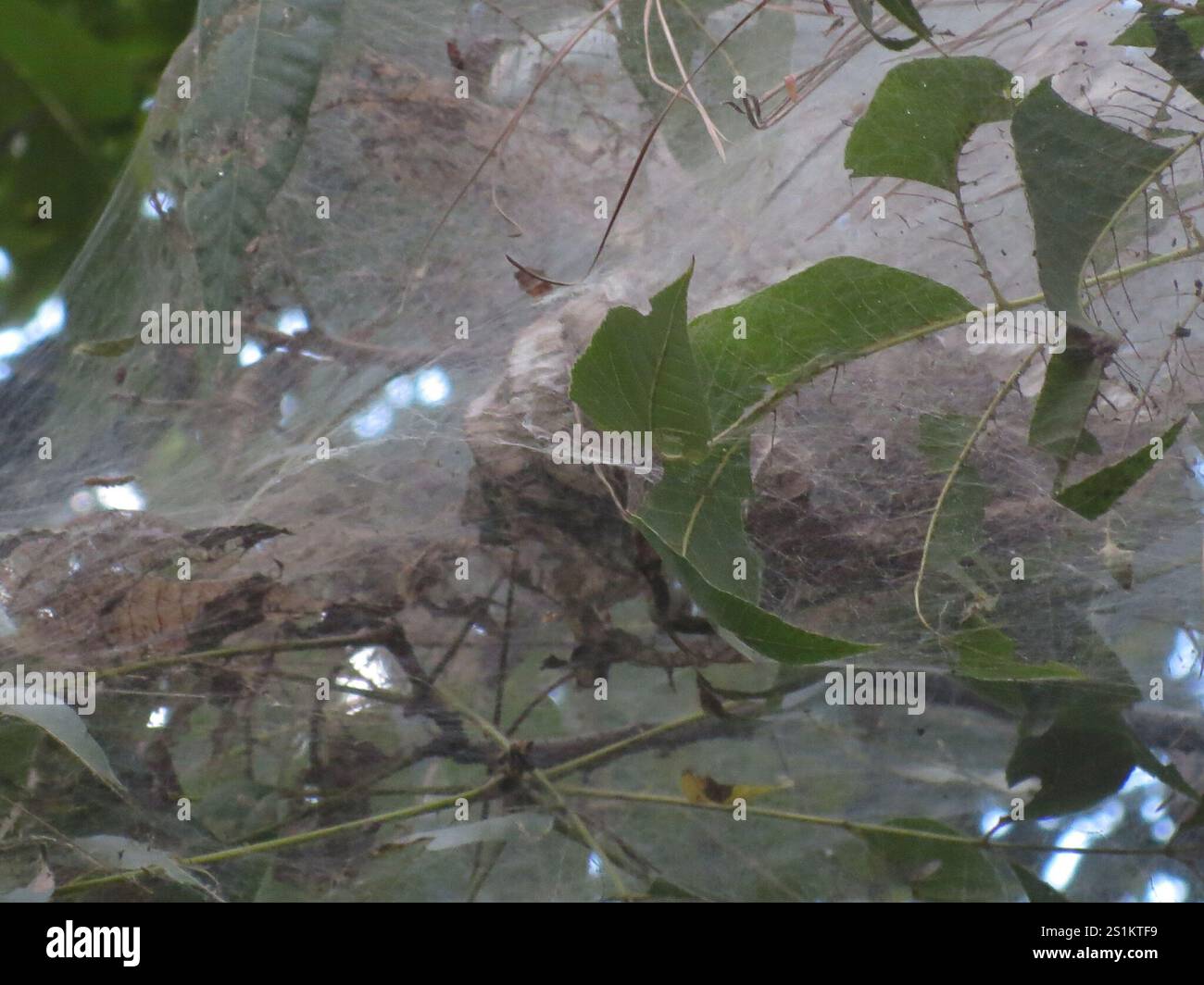 Fall Webworm Moth (Hyphantria cunea Stock Photo - Alamy