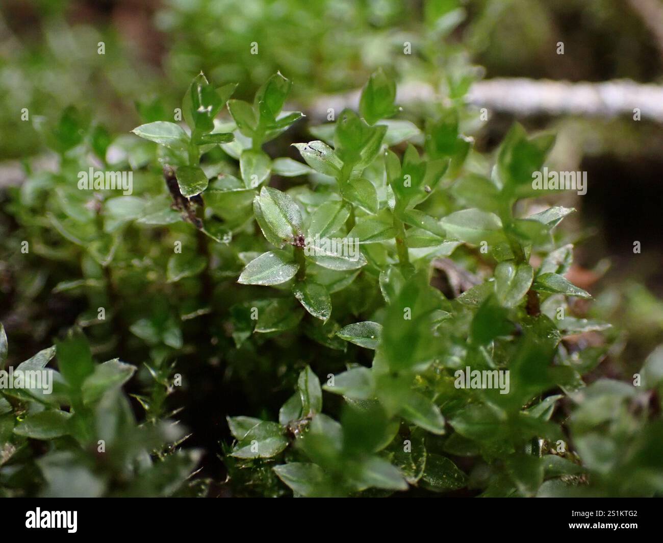 Thyme and Allied Mosses (Plagiomnium Stock Photo - Alamy
