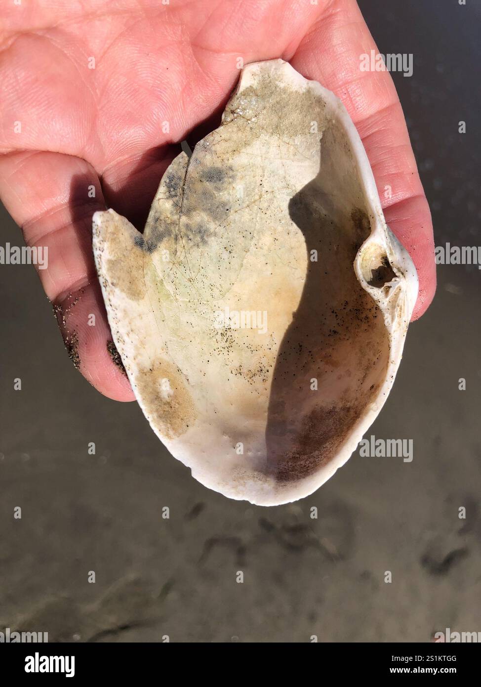 Tresus hi-res stock photography and images - Alamy