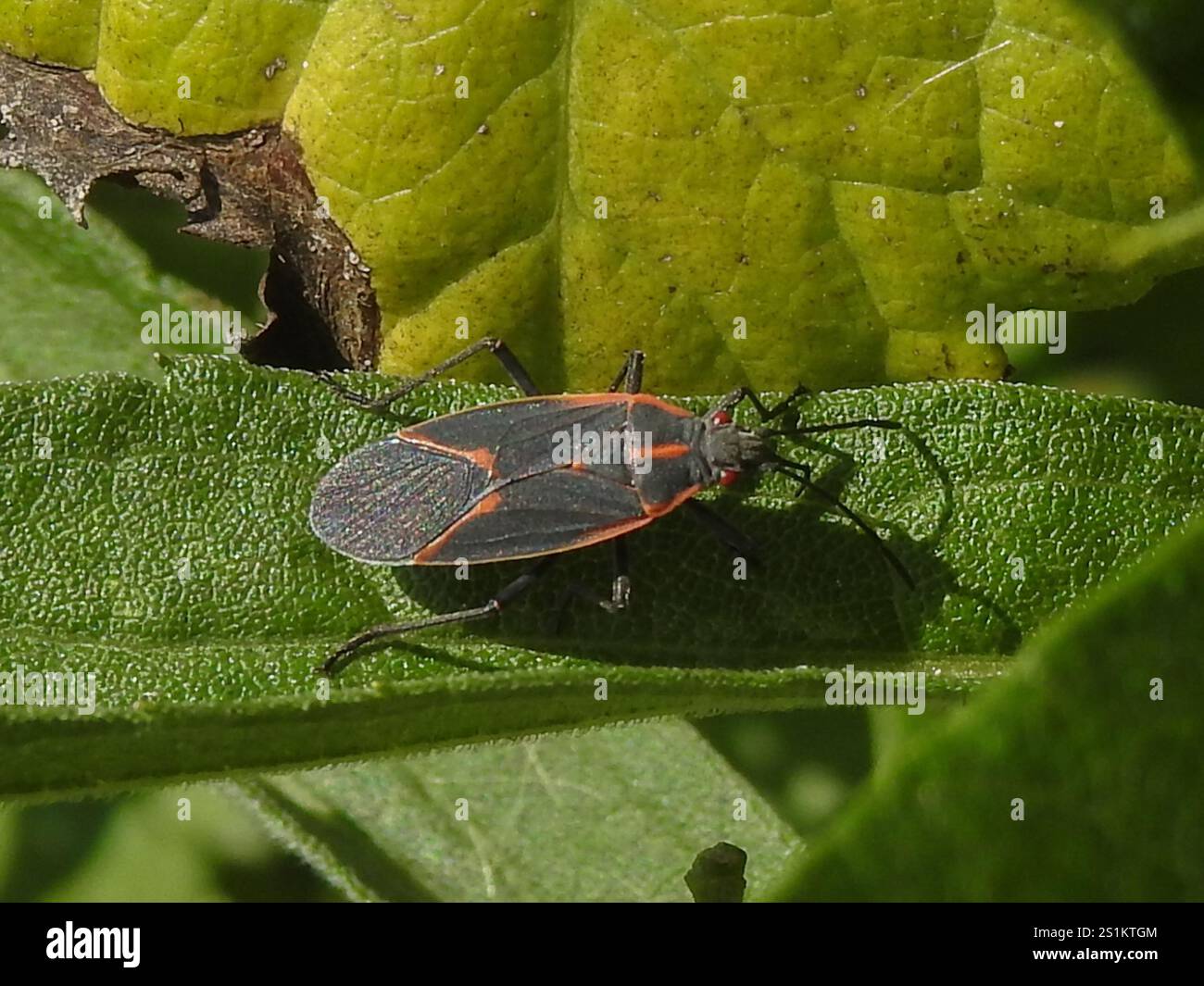 Eastern Boxelder Bug (Boisea trivittata Stock Photo - Alamy