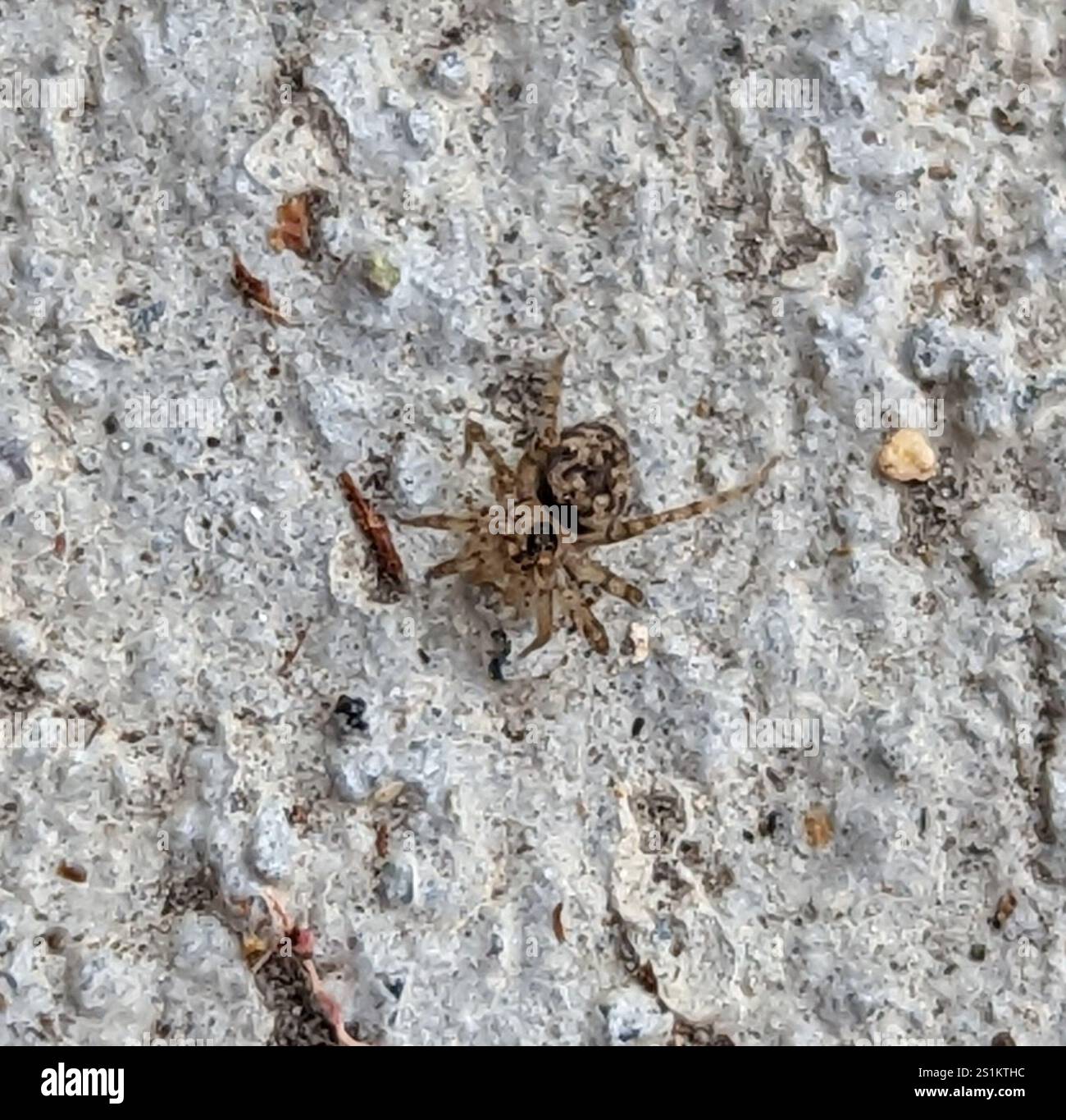 Wall Spiders (Oecobius Stock Photo - Alamy