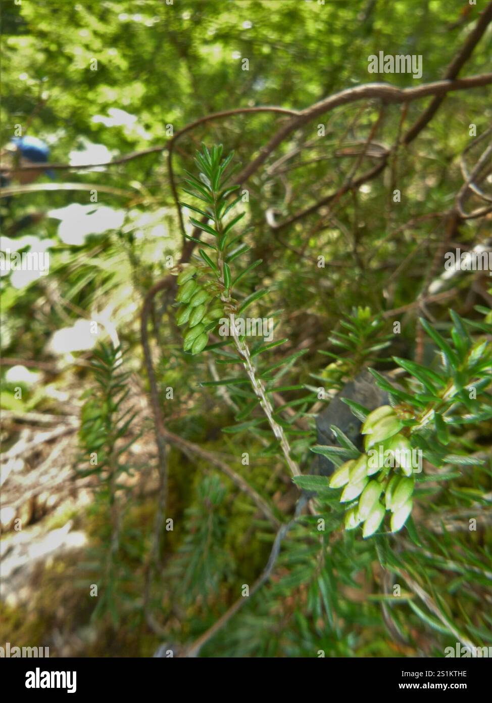 Spring Heath (Erica carnea Stock Photo - Alamy