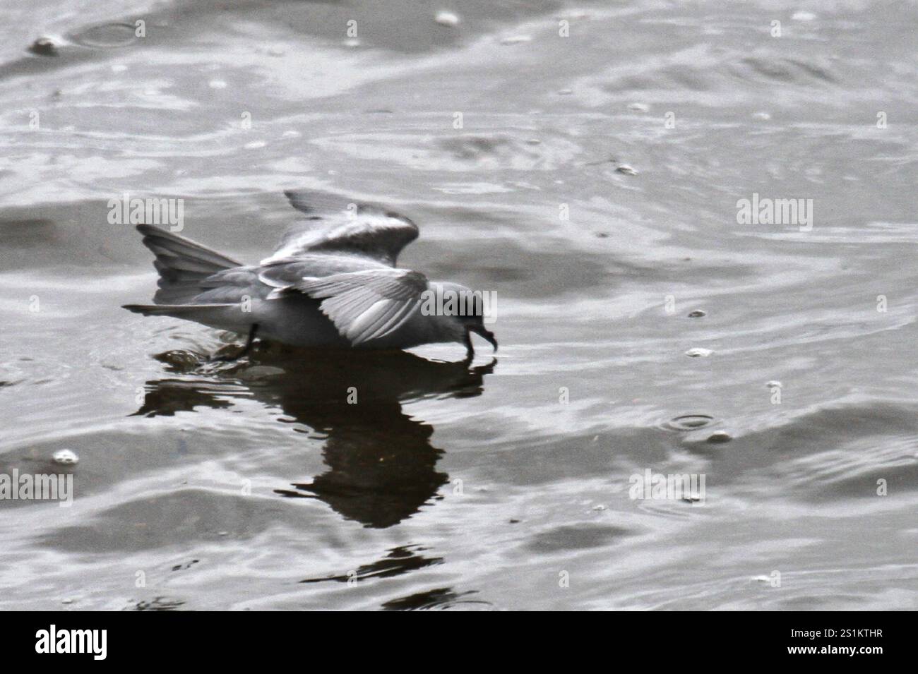 Fork-tailed Storm-Petrel (Hydrobates furcatus Stock Photo - Alamy