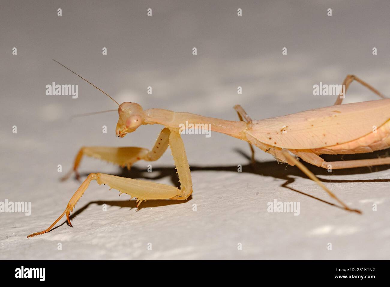South African Mantis (Miomantis caffra Stock Photo - Alamy