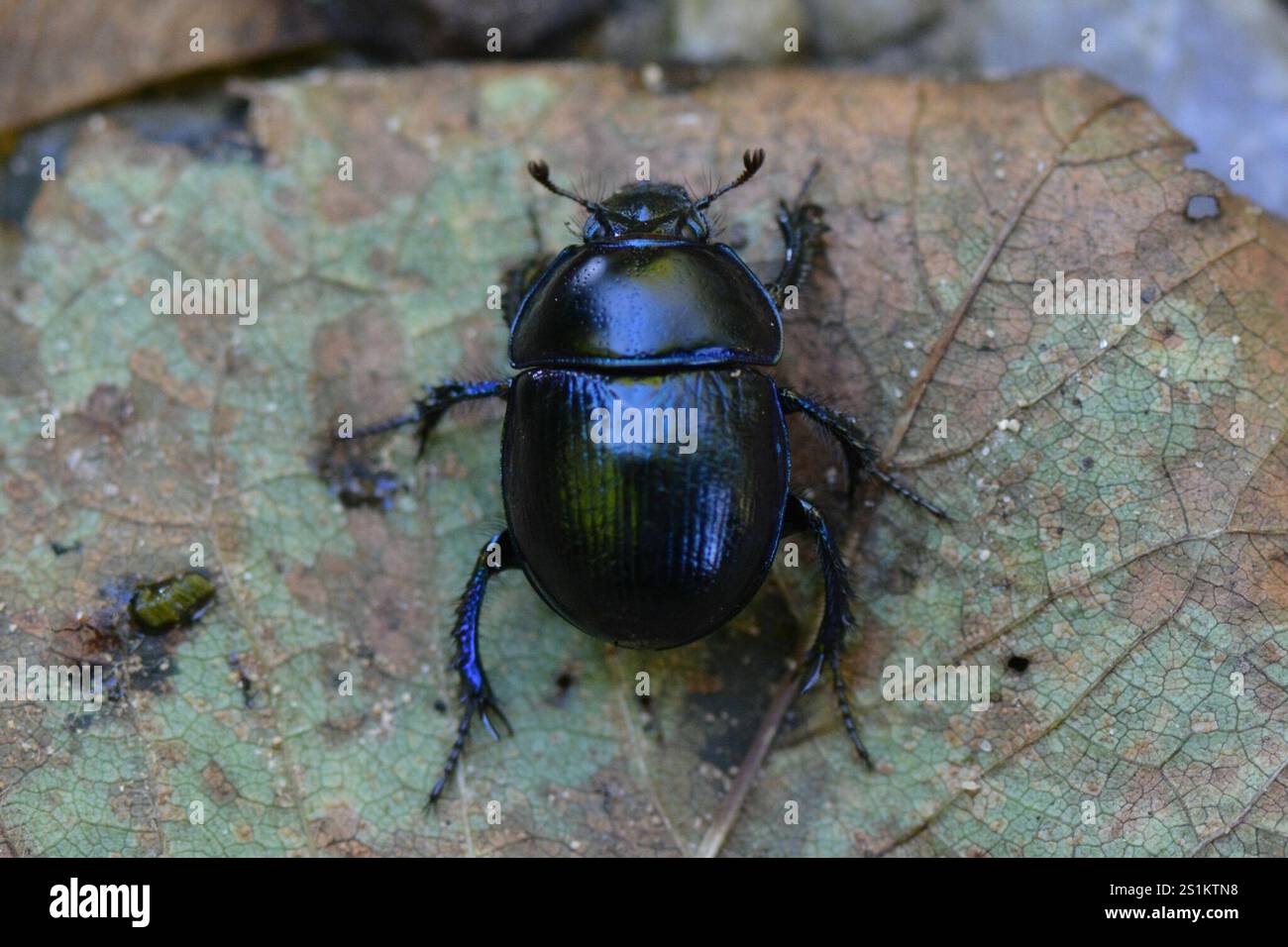 Woodland Dor Beetle (Anoplotrupes stercorosus Stock Photo - Alamy