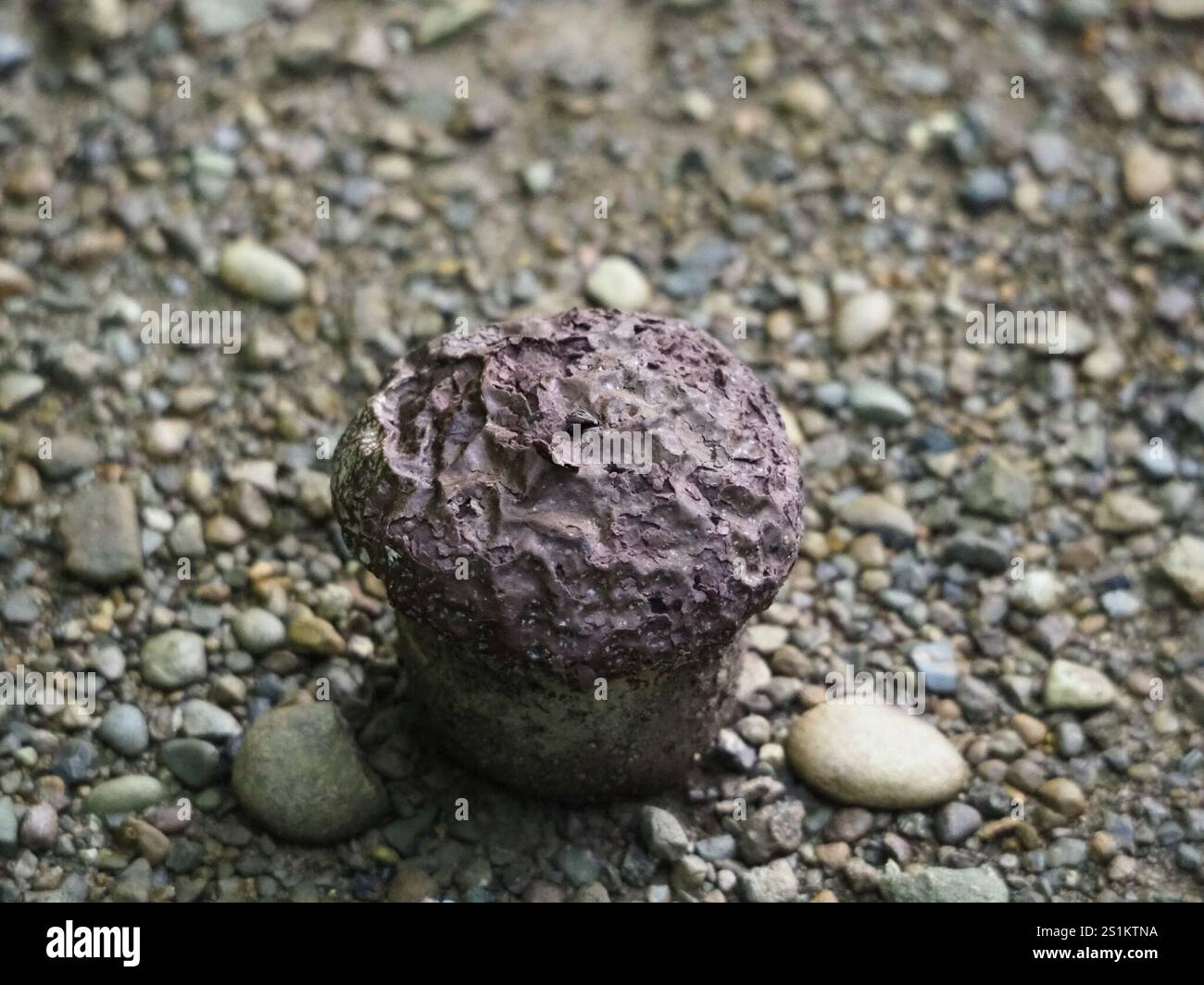 Brain puffball (Calvatia craniiformis Stock Photo - Alamy