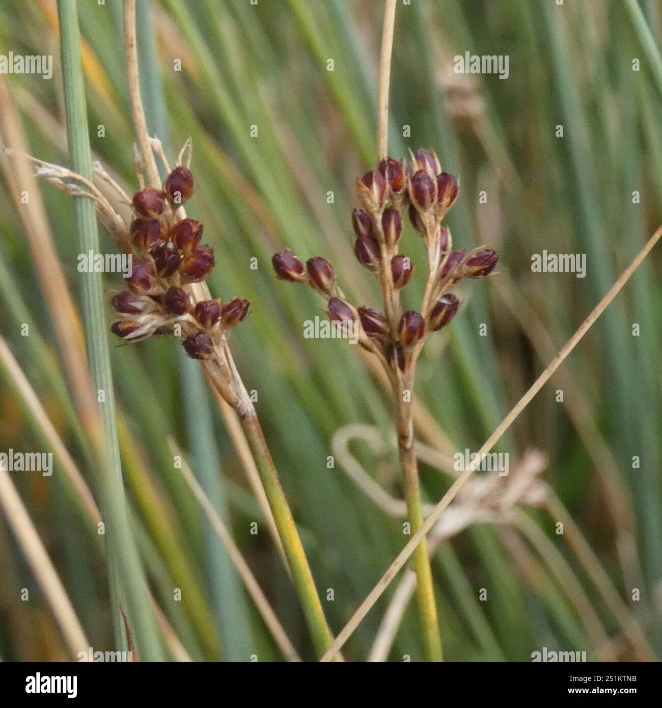 Hard Rush (Juncus inflexus Stock Photo - Alamy