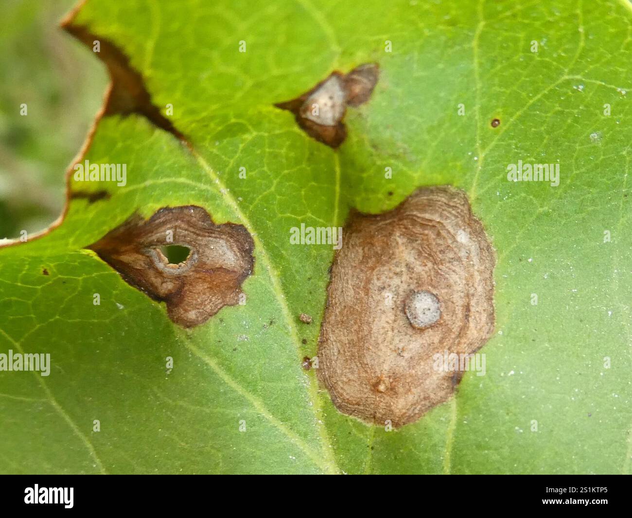 Lilac Leafminer Moth (Gracillaria syringella Stock Photo - Alamy