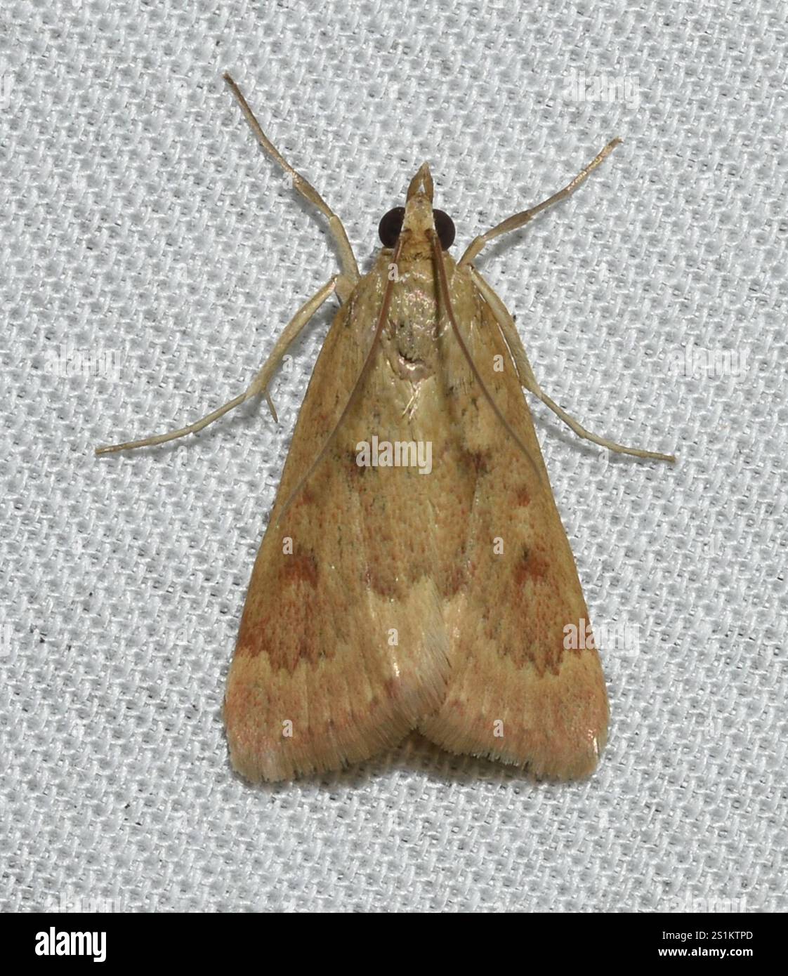 Garden Webworm Moth (Achyra rantalis Stock Photo - Alamy