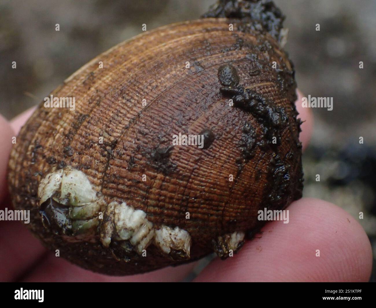 Pacific Littleneck Clam (Leukoma staminea Stock Photo - Alamy