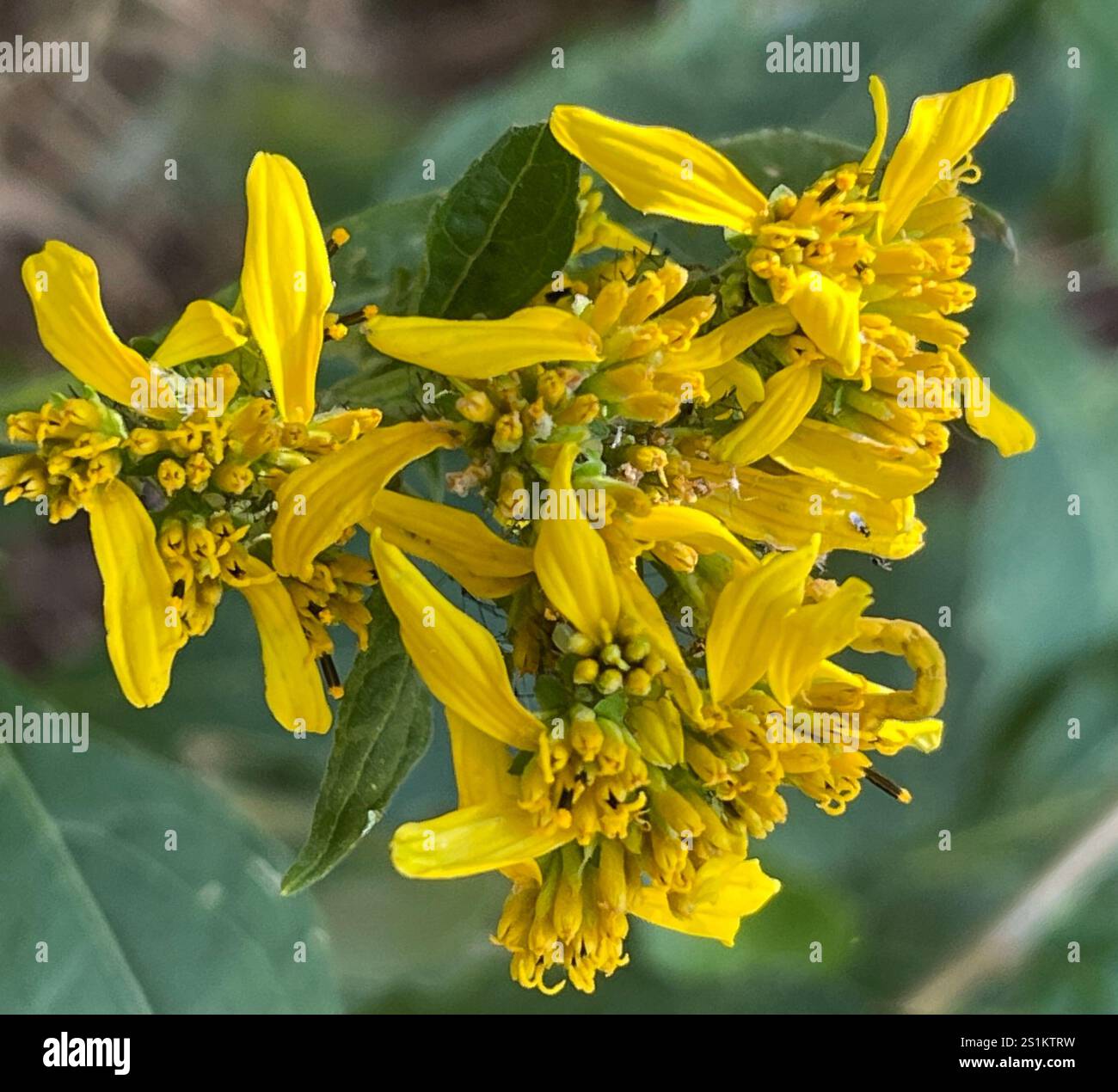 Yellow Crownbeard (Verbesina occidentalis Stock Photo - Alamy