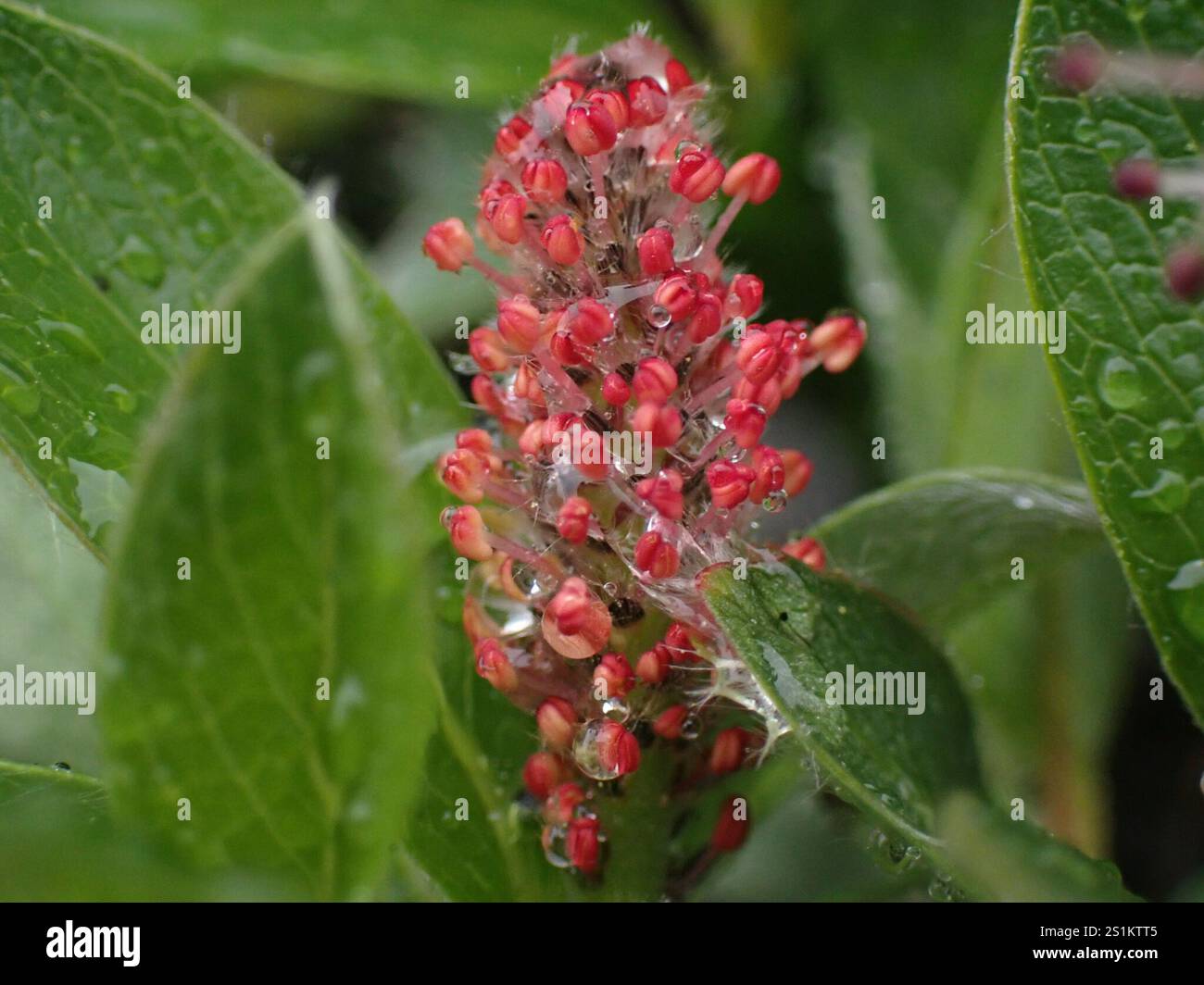 arctic willow (Salix arctica Stock Photo - Alamy