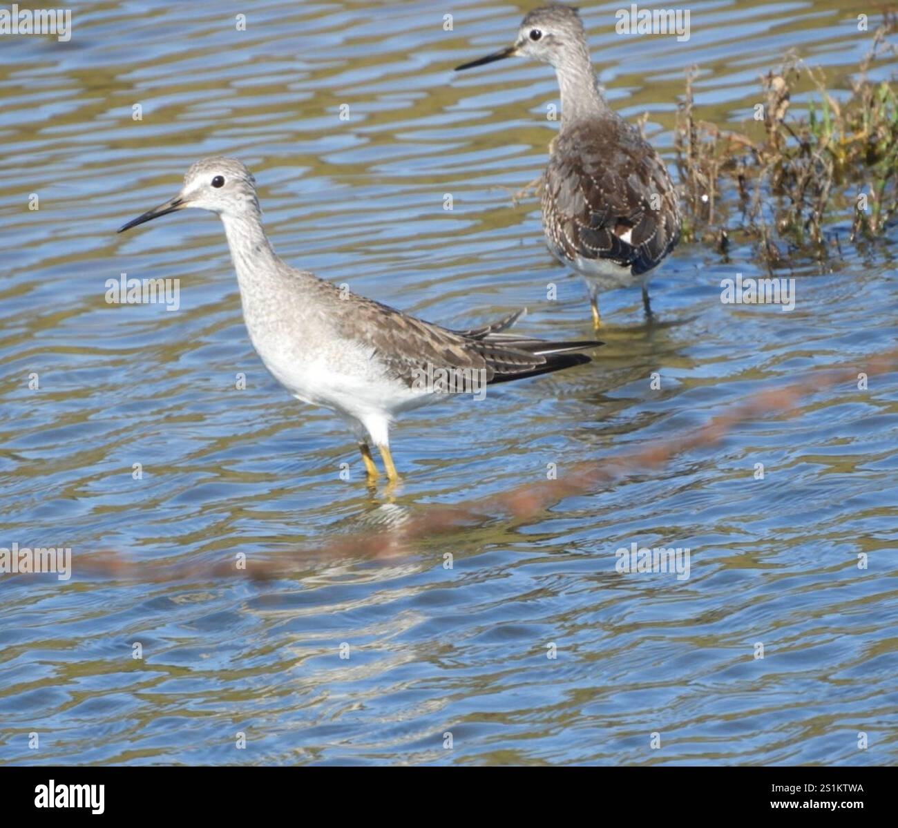 Lesser Yellowlegs (Tringa flavipes Stock Photo - Alamy