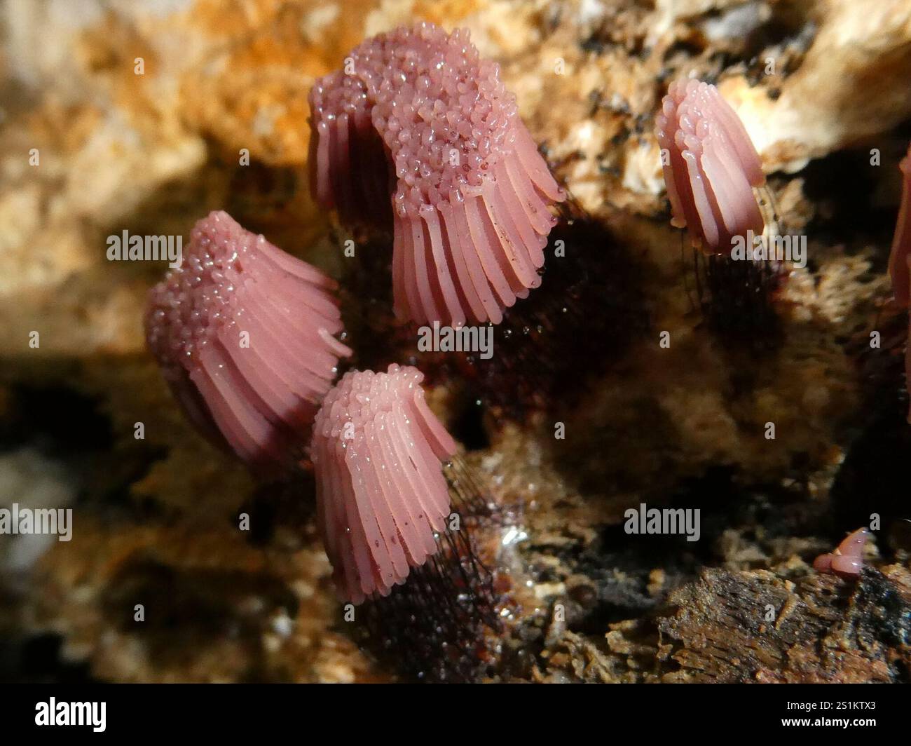 Chocolate Tube Slimes (Stemonitis Stock Photo - Alamy