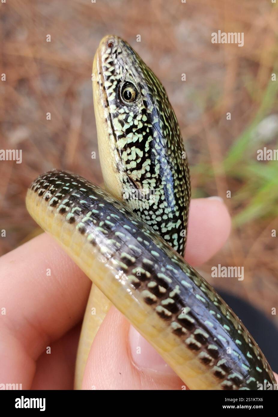 Eastern Glass Lizard (Ophisaurus ventralis Stock Photo - Alamy