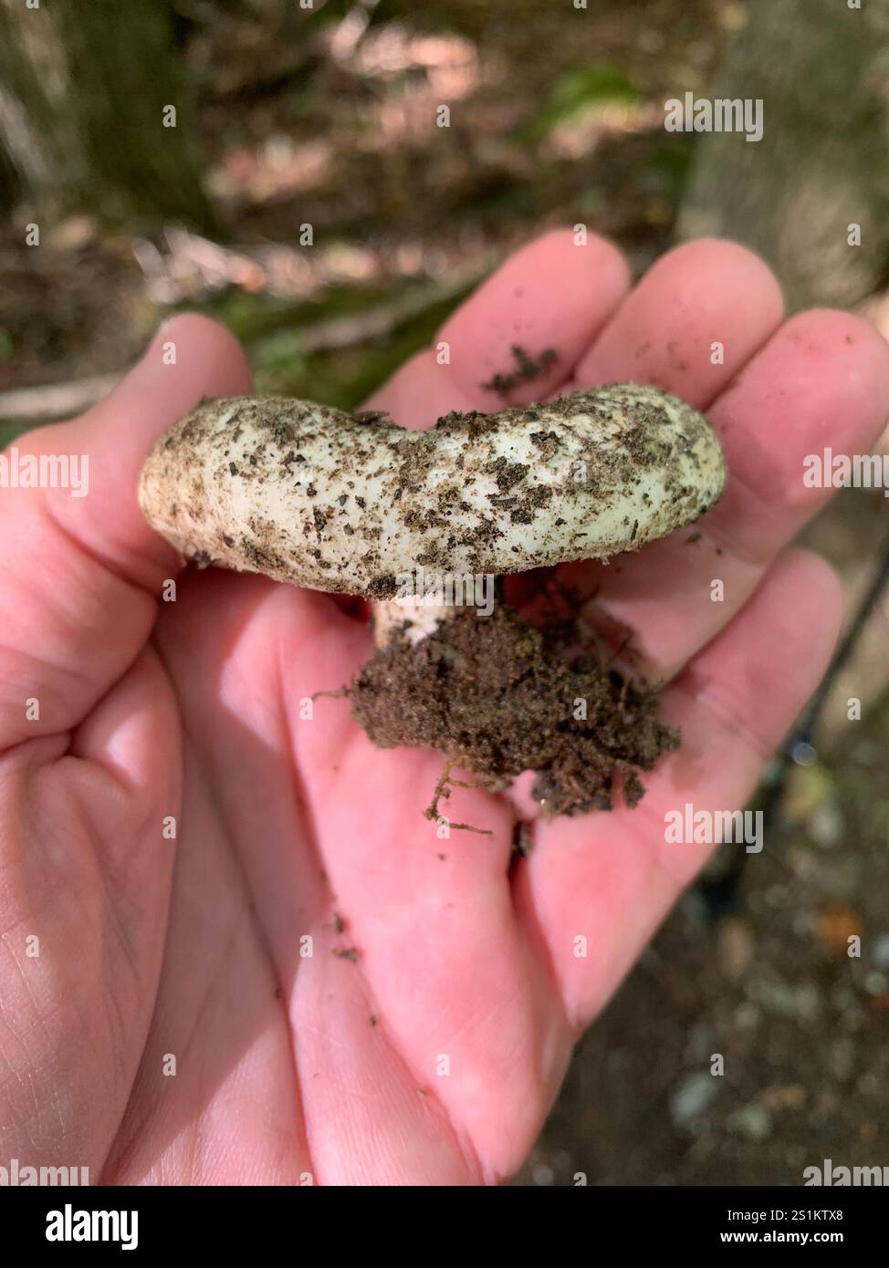 milk-white brittlegill (Russula delica Stock Photo - Alamy