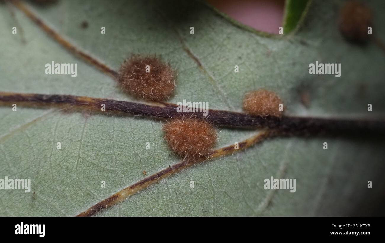 oak flake gall wasp (Neuroterus quercusverrucarum Stock Photo - Alamy