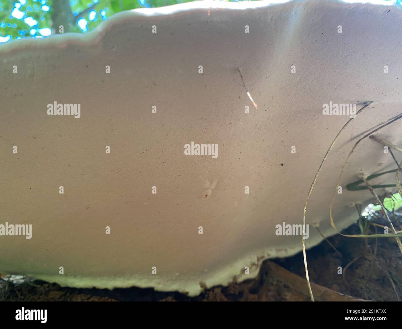 artist's bracket (Ganoderma applanatum Stock Photo - Alamy