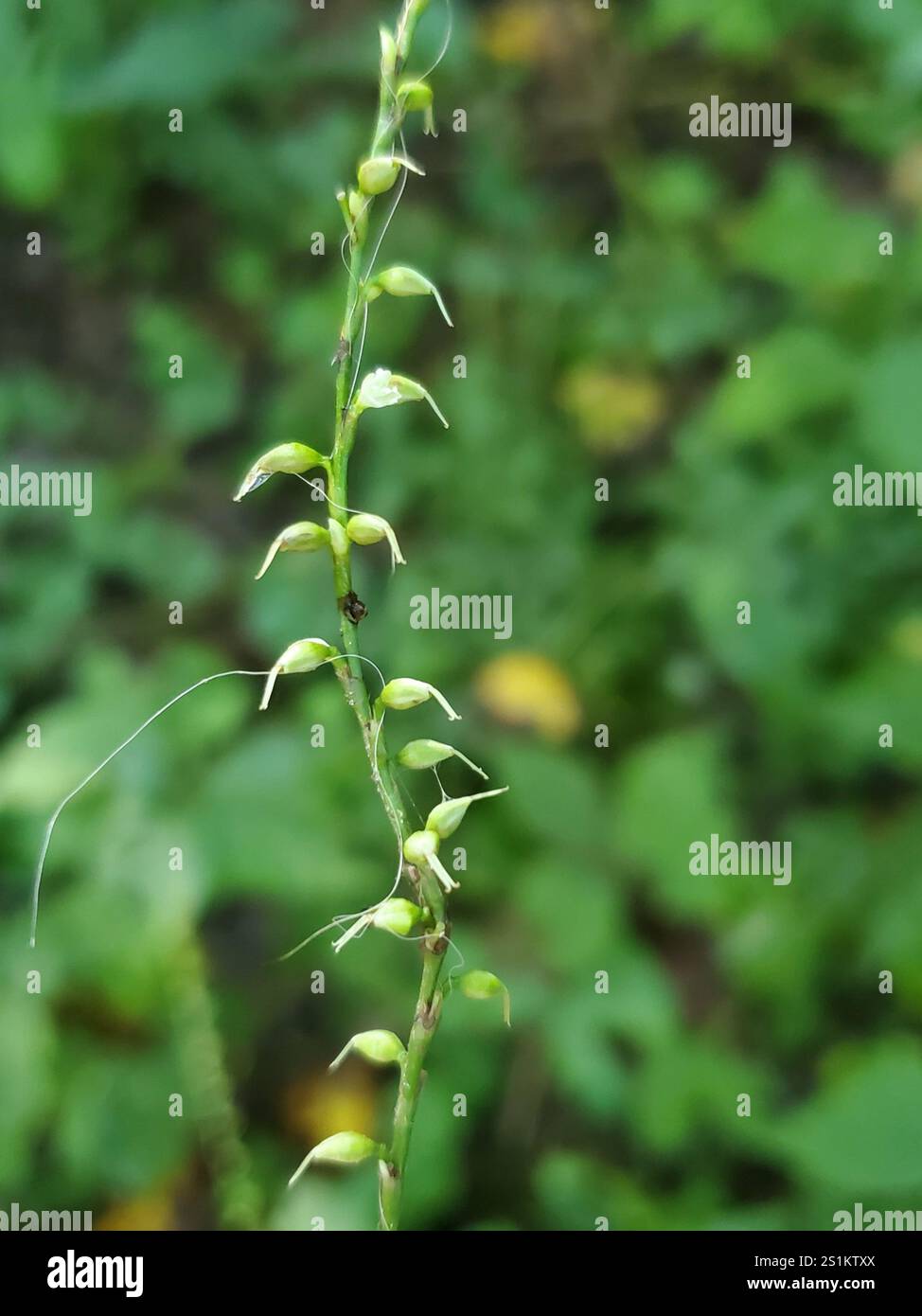 American jumpseed (Persicaria virginiana Stock Photo - Alamy