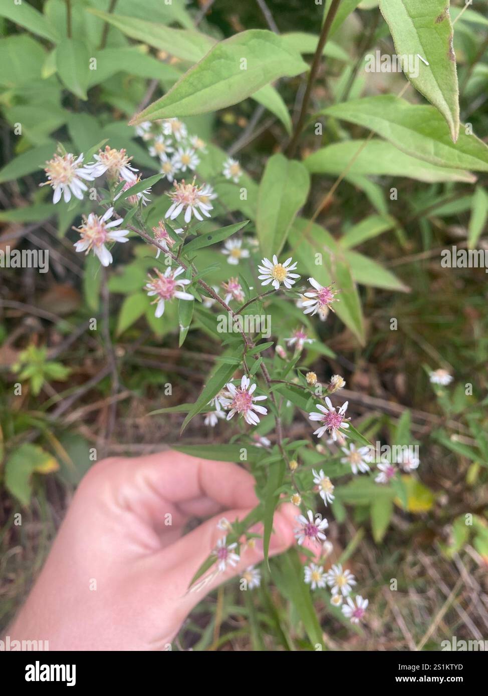 calico aster (Symphyotrichum lateriflorum Stock Photo - Alamy