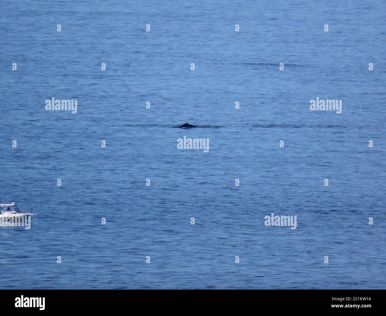 Humpback Whale (Megaptera novaeangliae Stock Photo - Alamy