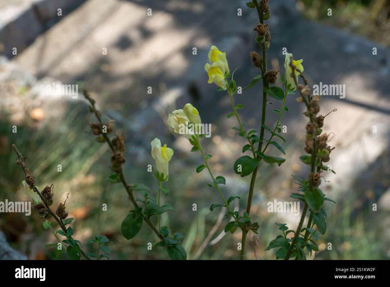 Large Snapdragon (Antirrhinum latifolium Stock Photo - Alamy