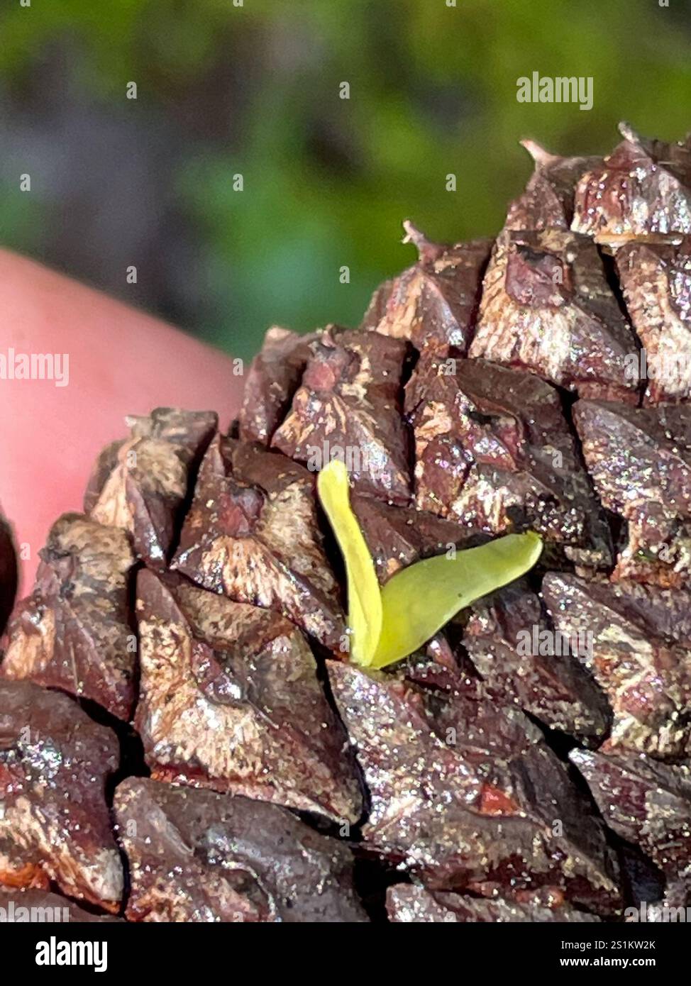 pitch pine (Pinus rigida Stock Photo - Alamy