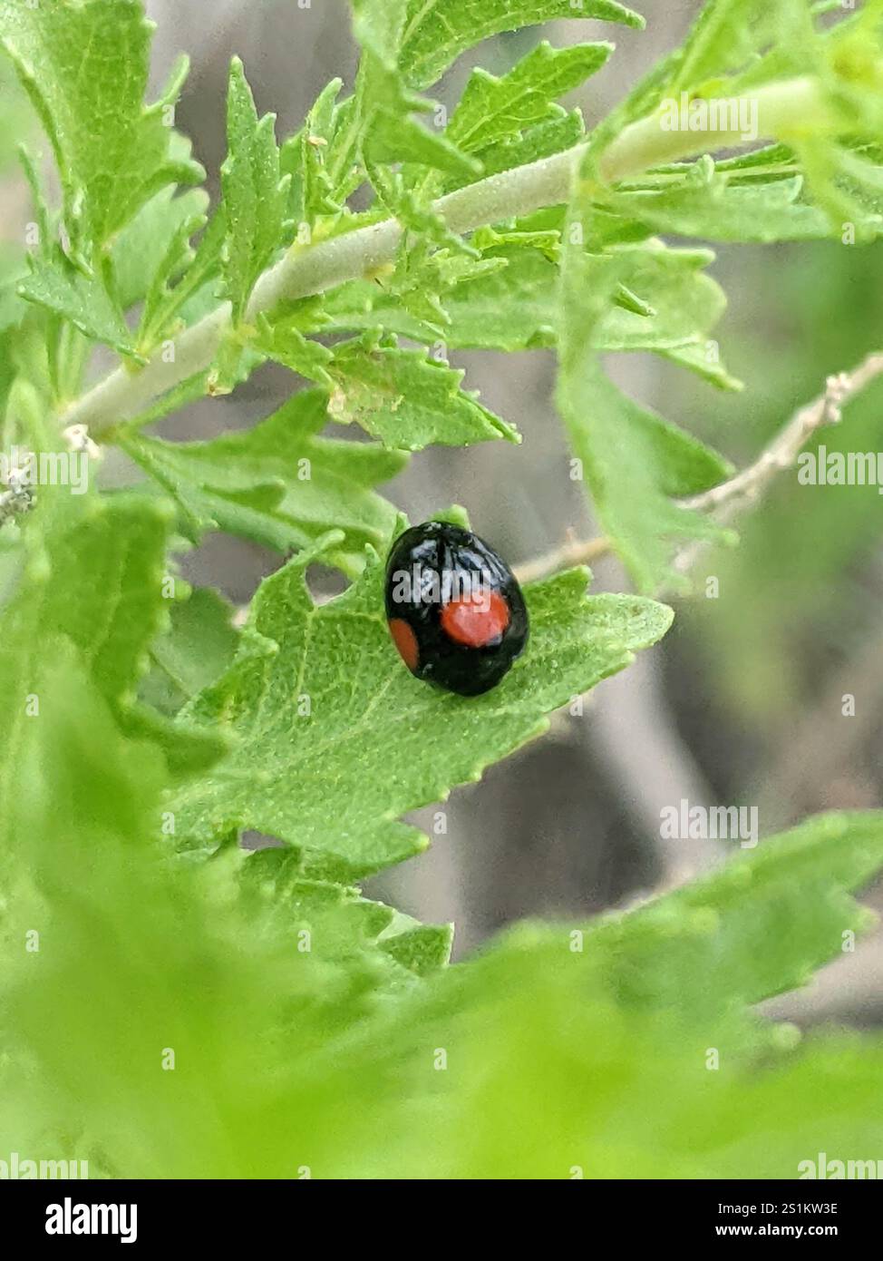 Cactus Lady Beetle (Chilocorus cacti Stock Photo - Alamy