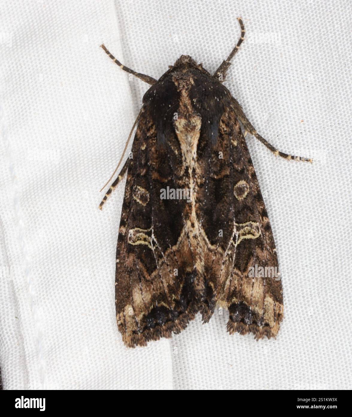 Kidney-spotted Rustic Moth (Helotropha reniformis Stock Photo - Alamy