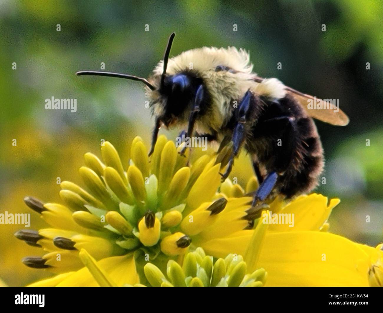 Common Eastern Bumble Bee (Bombus impatiens Stock Photo - Alamy