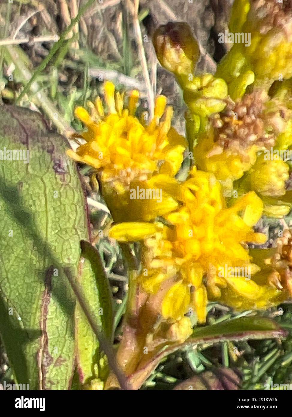 northern seaside goldenrod (Solidago sempervirens Stock Photo - Alamy