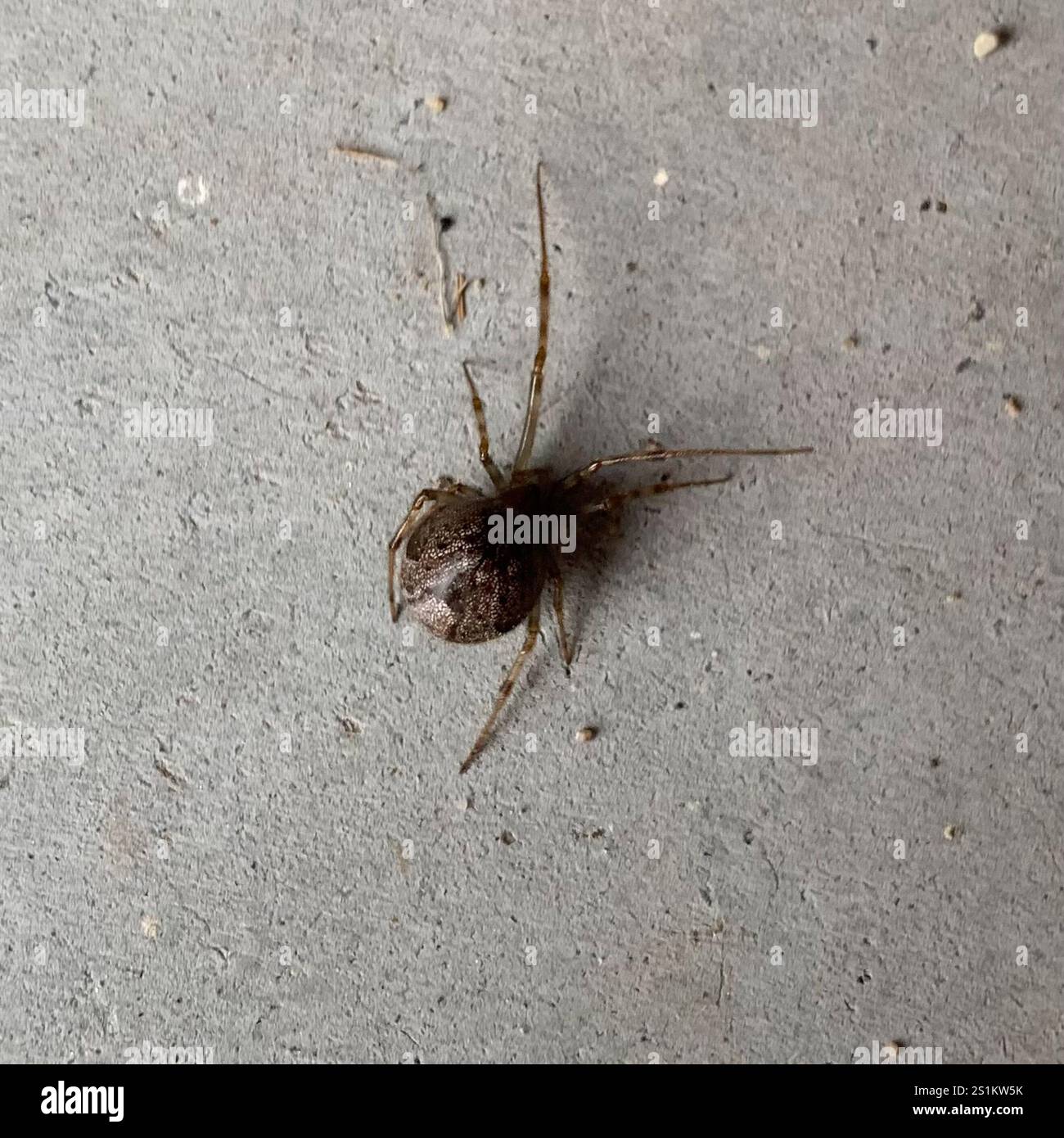 Common House Spider (Parasteatoda tepidariorum Stock Photo - Alamy