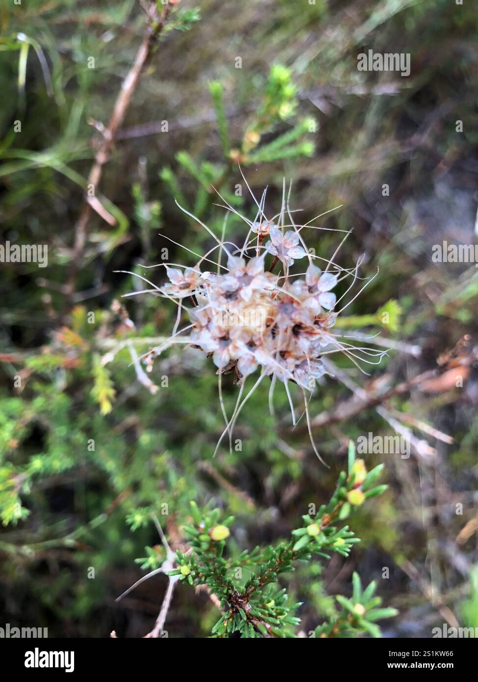 Fringe Myrtle (Calytrix tetragona Stock Photo - Alamy