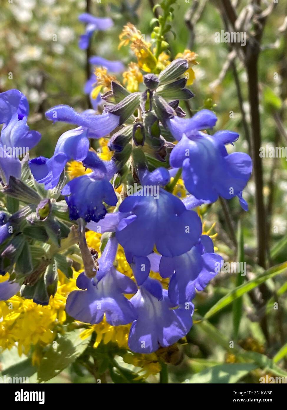giant blue sage (Salvia azurea Stock Photo - Alamy