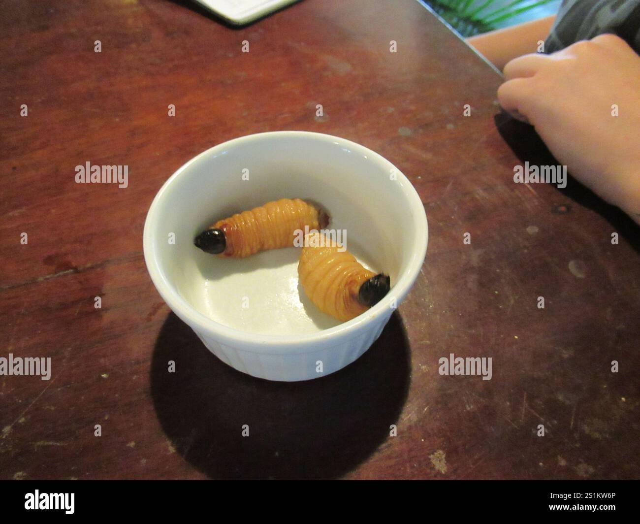 South American Palm Weevil (Rhynchophorus palmarum Stock Photo - Alamy