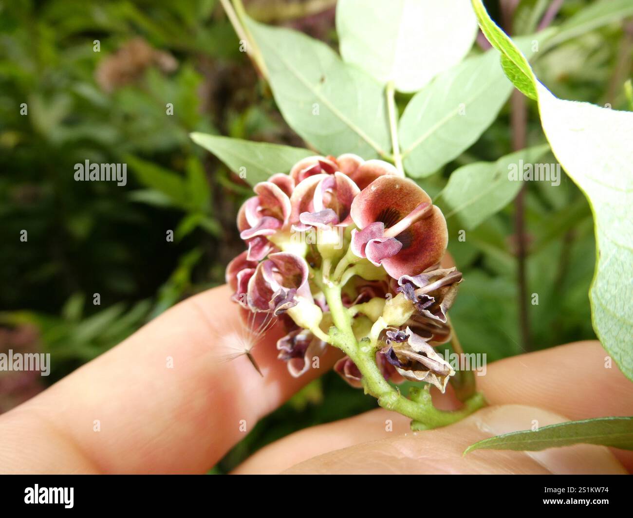 American groundnut (Apios americana Stock Photo - Alamy
