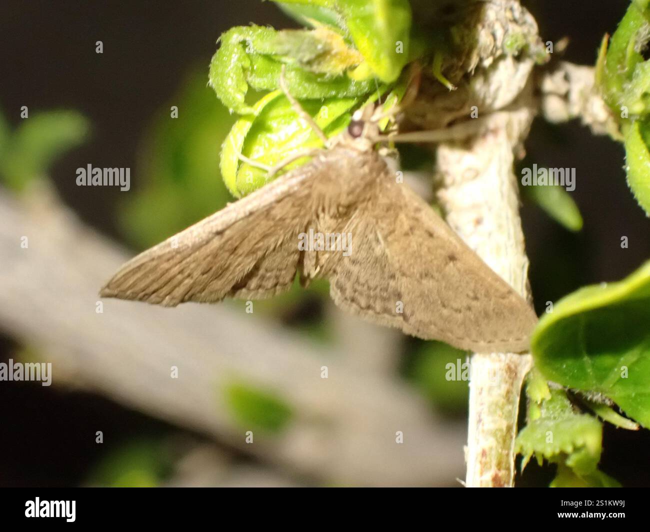 Grass Webworm Moth (Herpetogramma licarsisalis Stock Photo - Alamy