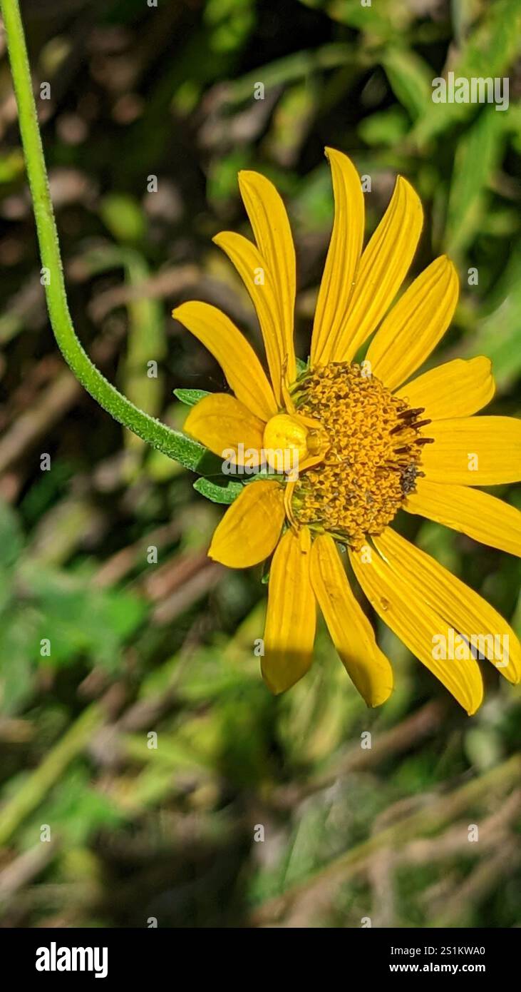 White-banded Crab Spider (Misumenoides formosipes Stock Photo - Alamy
