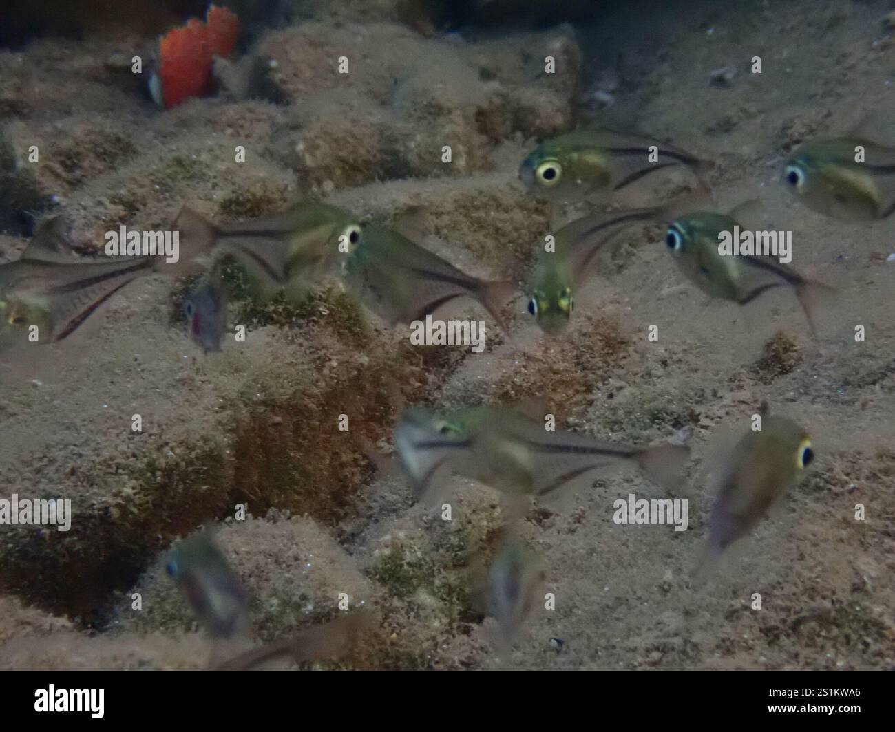 Rhomboid Sweeper (Pempheris rhomboidea Stock Photo - Alamy