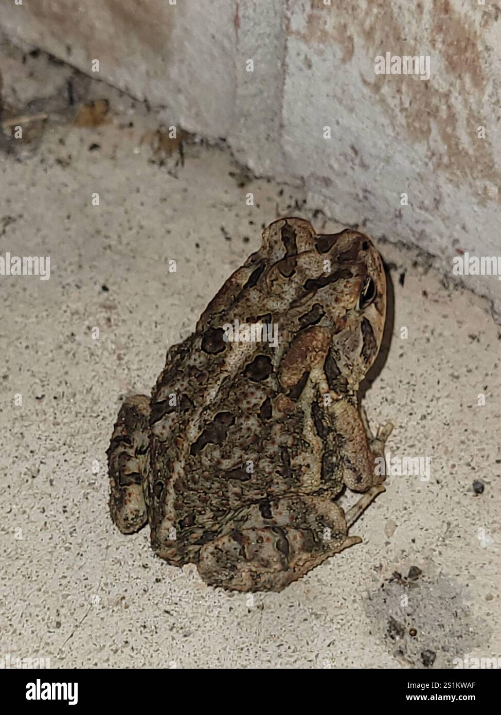 Southern Toad (Anaxyrus terrestris Stock Photo - Alamy