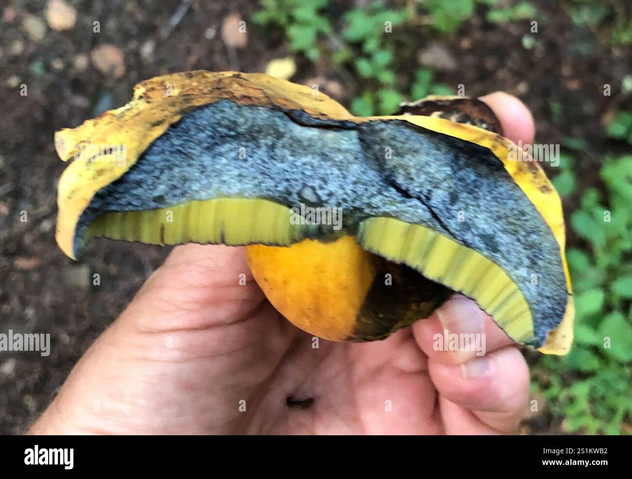 Red-mouth Bolete (Neoboletus subvelutipes Stock Photo - Alamy
