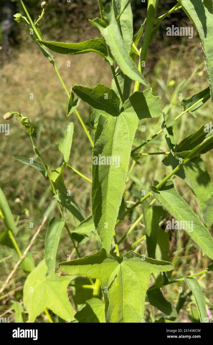 Saltmarsh mallow (Kosteletzkya pentacarpos Stock Photo - Alamy