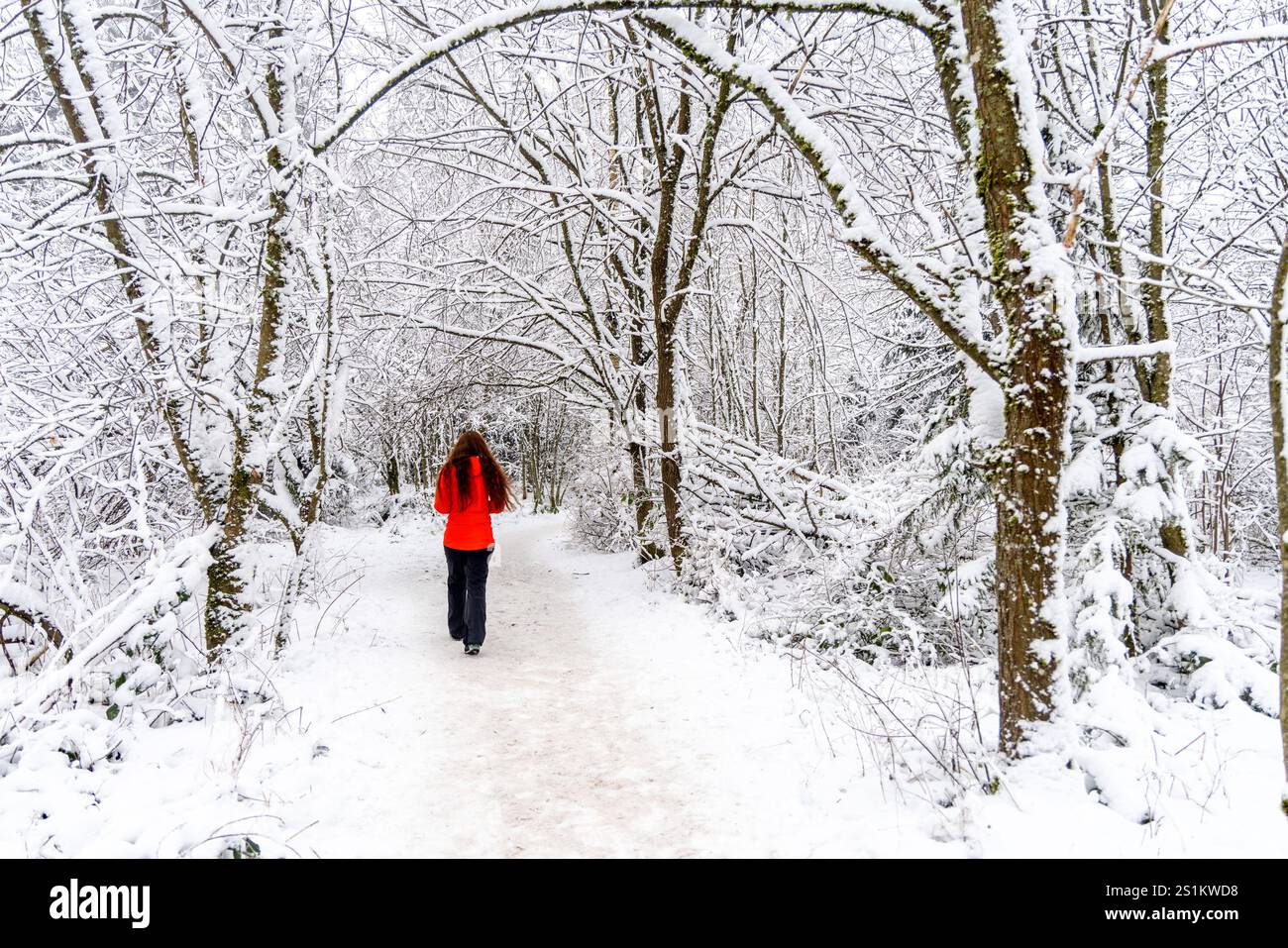 Winter im Taunus Eine Frau läuft durch den verschneiten Wald unterhalb ...