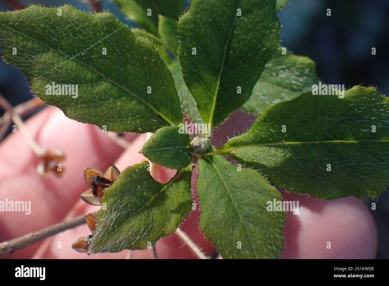 mock azalea (Rhododendron menziesii Stock Photo - Alamy