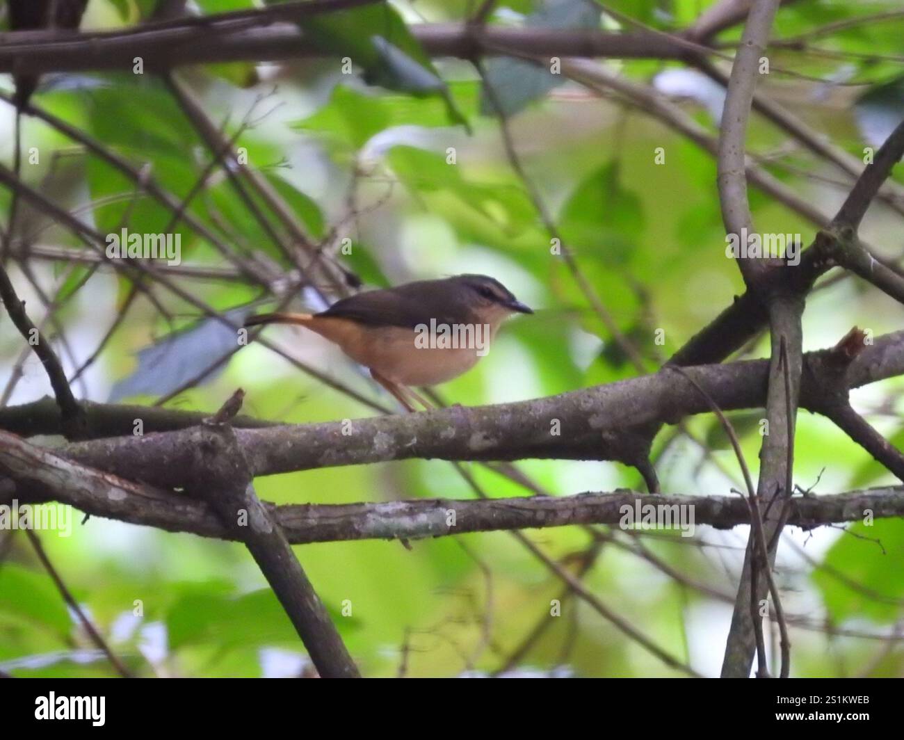 Buff-rumped Warbler (Myiothlypis fulvicauda Stock Photo - Alamy