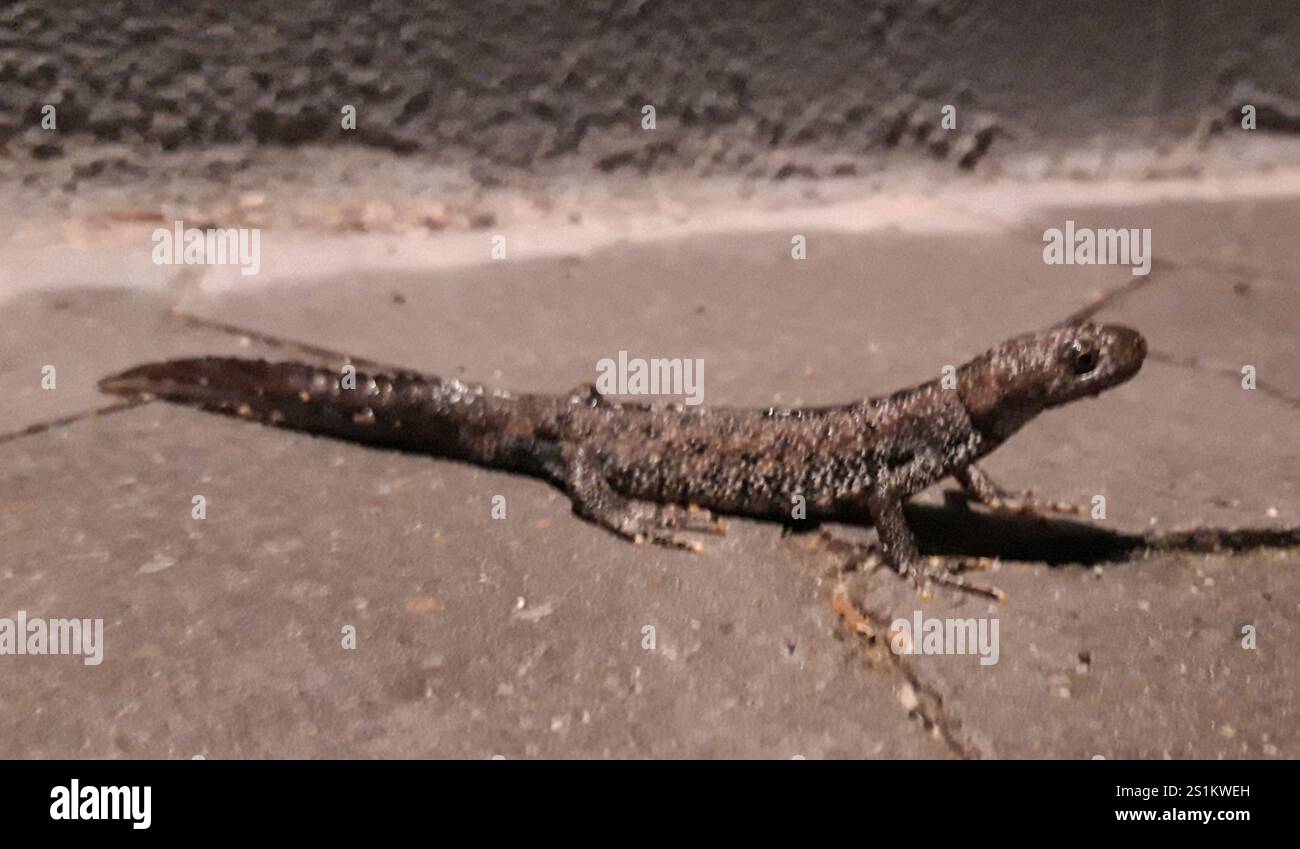Great Crested Newt (Triturus cristatus Stock Photo - Alamy