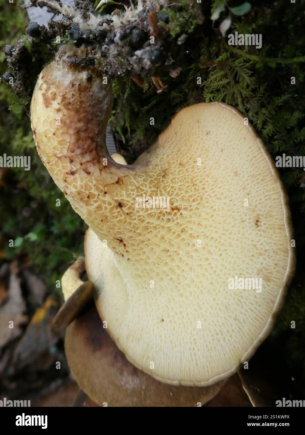 ash-tree bolete (Boletinellus merulioides Stock Photo - Alamy