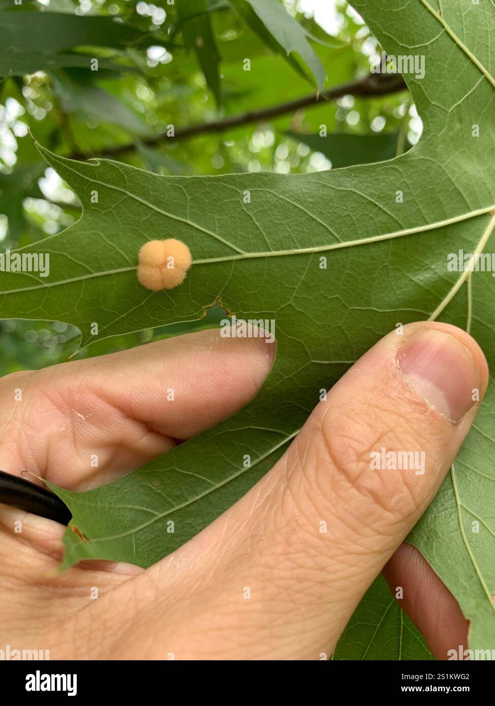 Woolly Oak Gall Wasp (Callirhytis lanata Stock Photo - Alamy
